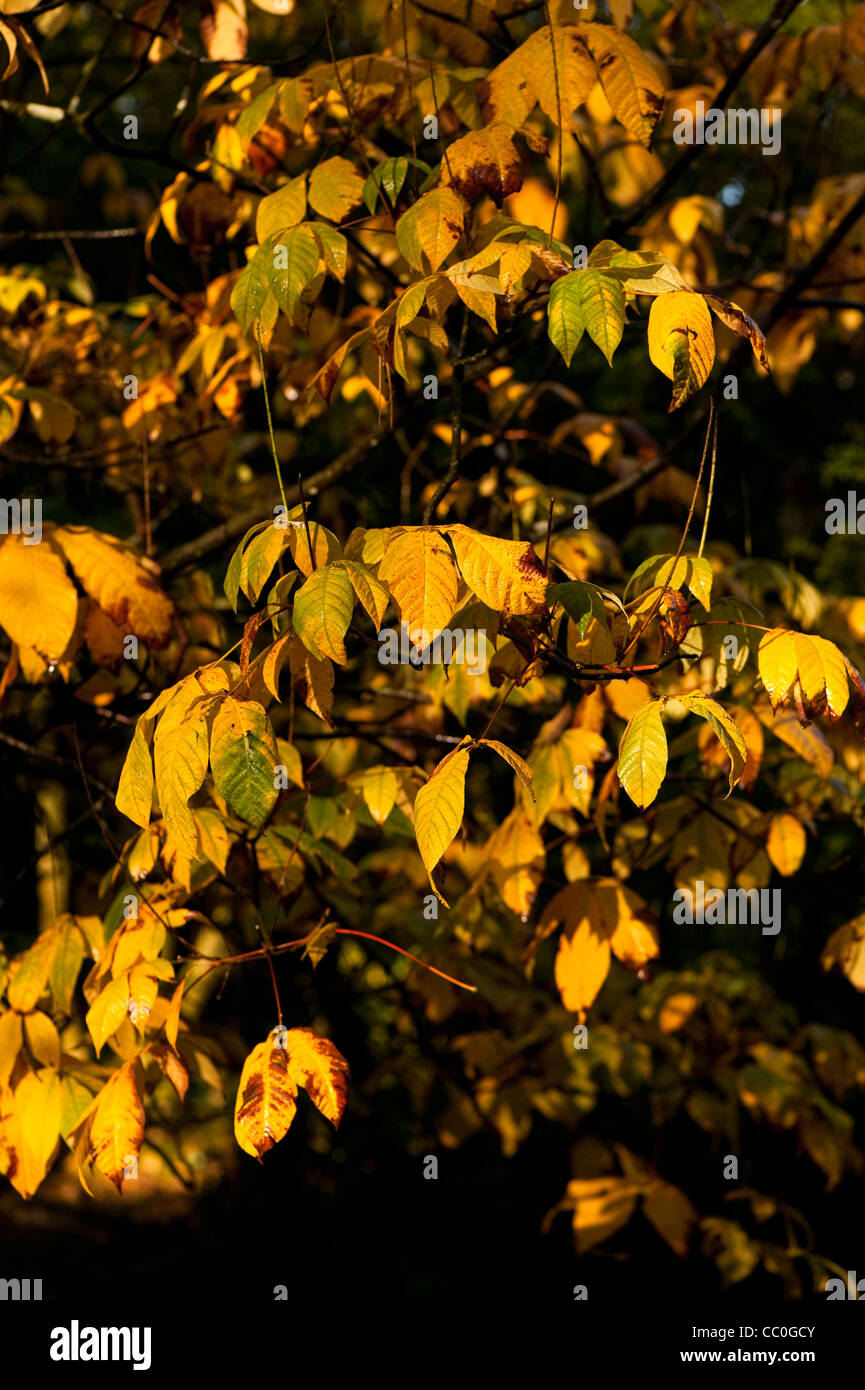 Aesculus parviflora, Dwarf Buckeye, in autumn Stock Photo - Alamy