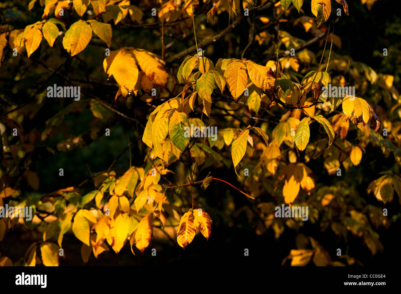 Aesculus parviflora, Dwarf Buckeye, in autumn Stock Photo - Alamy