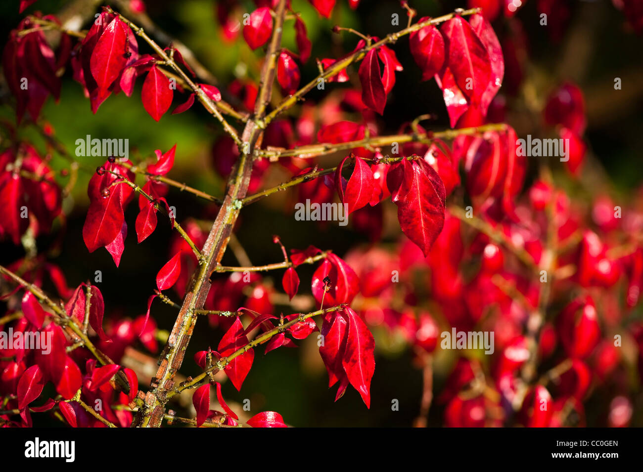 Euonymus alatus, Winged Spindle Tree, in autumn Stock Photo - Alamy