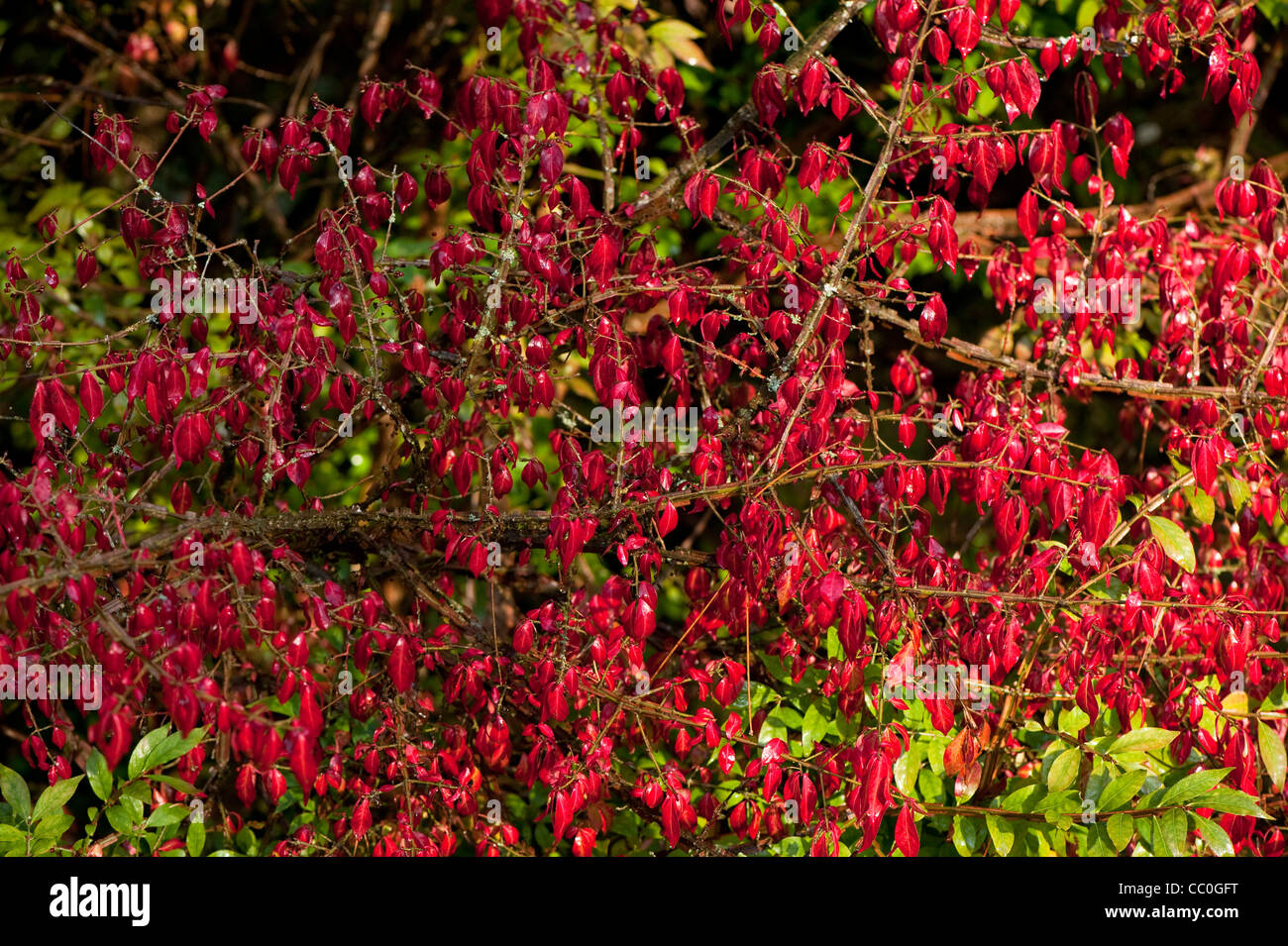 Euonymus alatus, Winged Spindle Tree, in autumn Stock Photo - Alamy