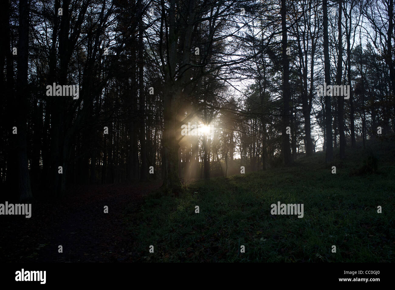 Sunlight breaking through trees in Forest on misty day Stock Photo - Alamy