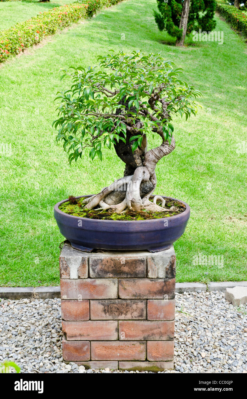 Bonzai tree in pot on brick stand at International Horticultural ...