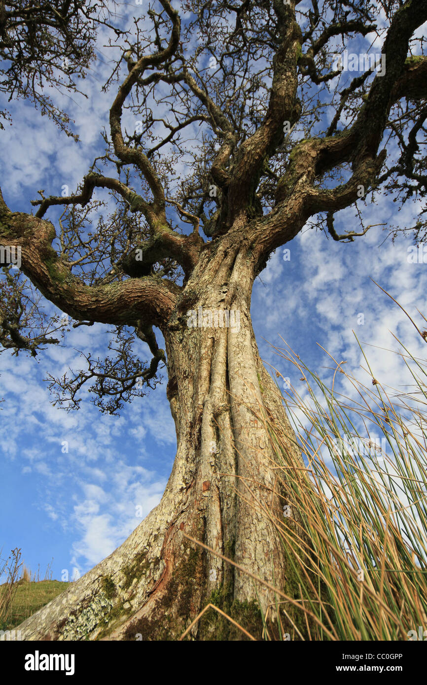 Gnarled old hawthorn tree. Sligo. Ireland Stock Photo - Alamy