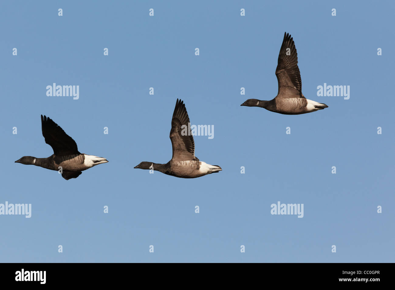 Brant Goose Flight High Resolution Stock Photography and Images - Alamy