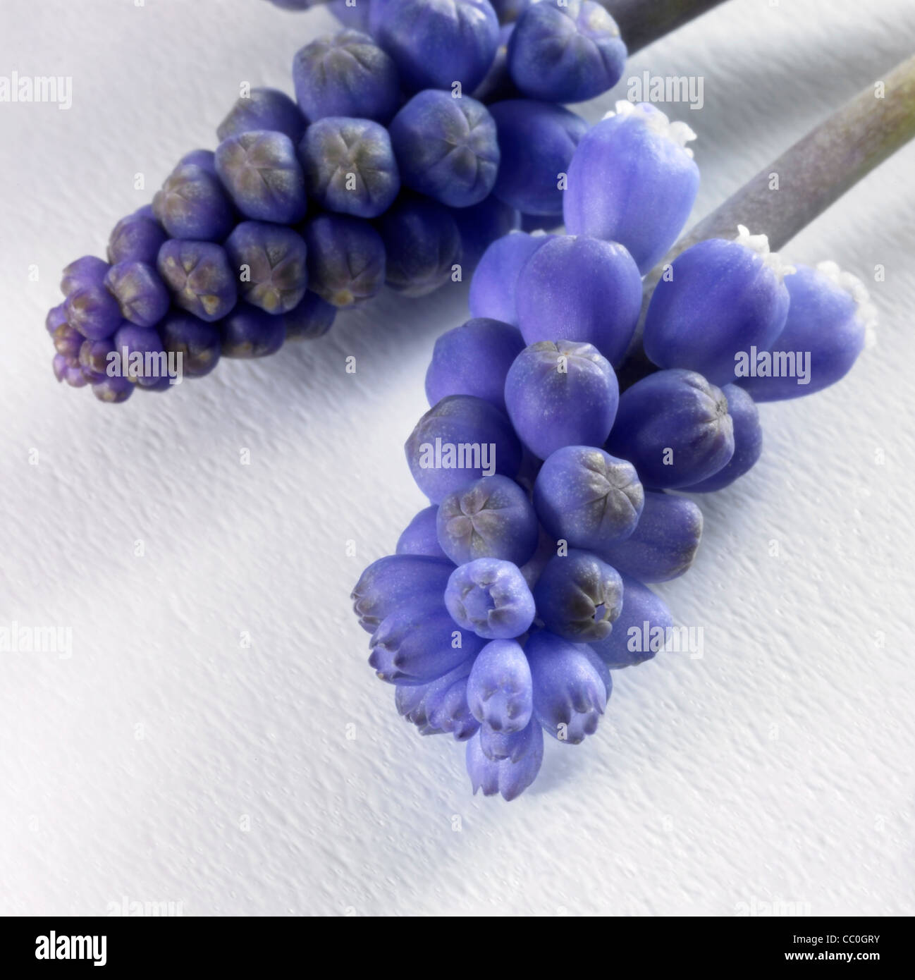 detail of blue flowers on light structured back Stock Photo - Alamy