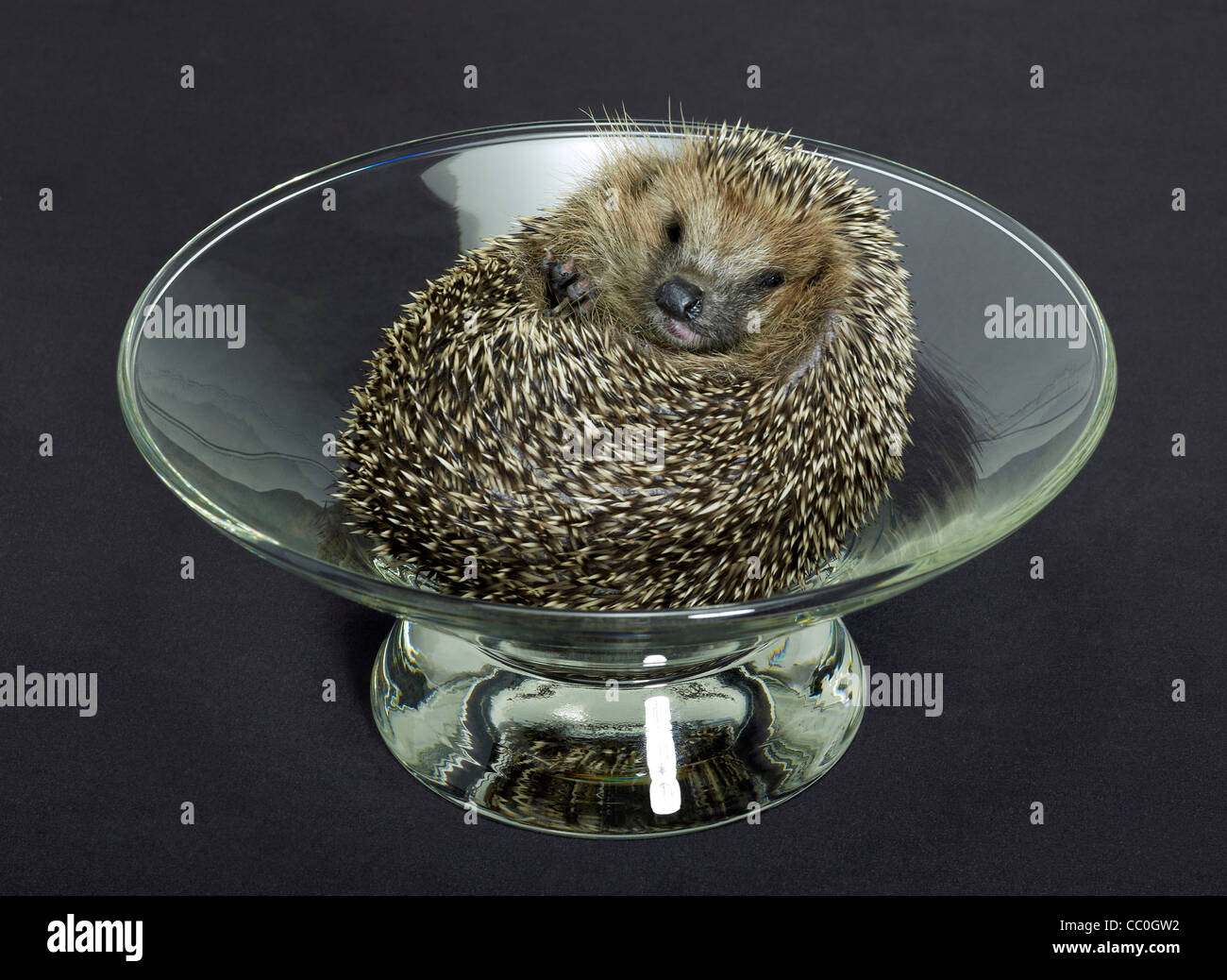a rolled-up young hedgehog in a glass bowl. Studio photography in dark ...