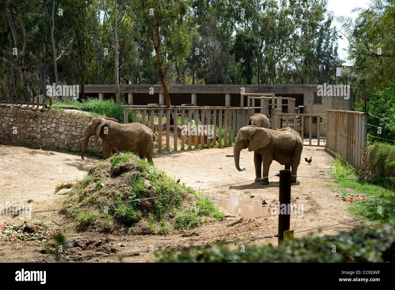 elephants at tel aviv safari park, israel Stock Photo - Alamy
