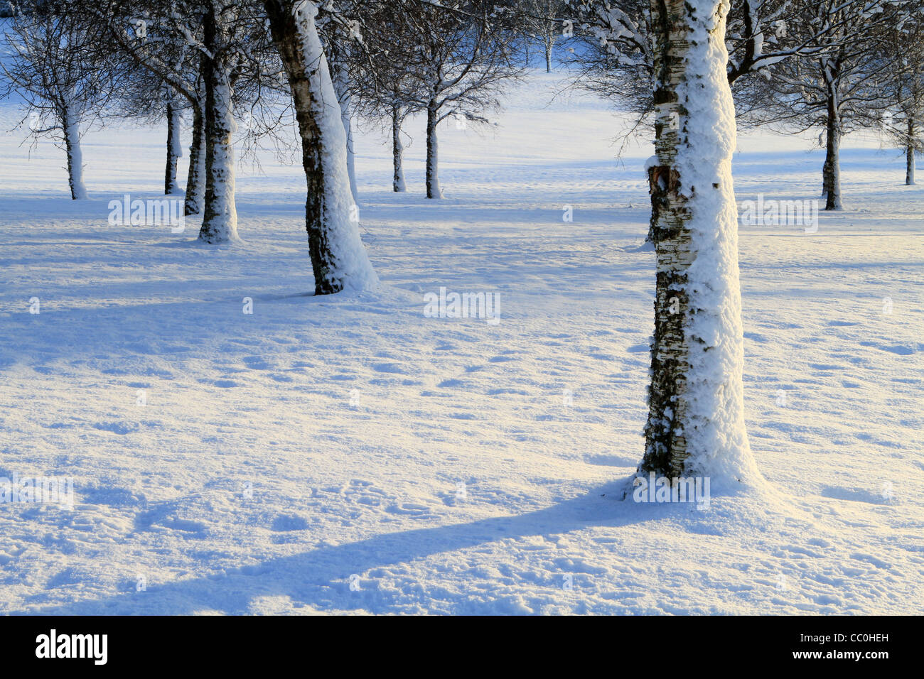 Birch trees and snow. Leitrim. Ireland Stock Photo - Alamy