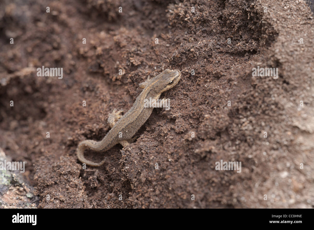 Common (Smooth) Newt Triturus vulgaris Stock Photo - Alamy