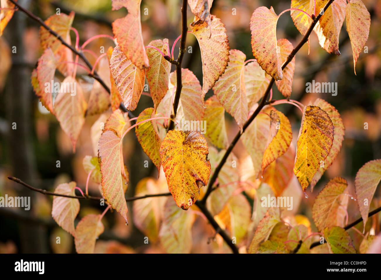 Dove or Handkerchief Tree, Davidia involucrata, in autumn Stock Photo ...
