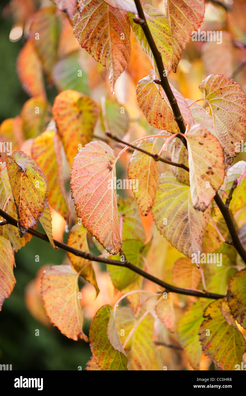 Dove or Handkerchief Tree, Davidia involucrata, in autumn Stock Photo ...