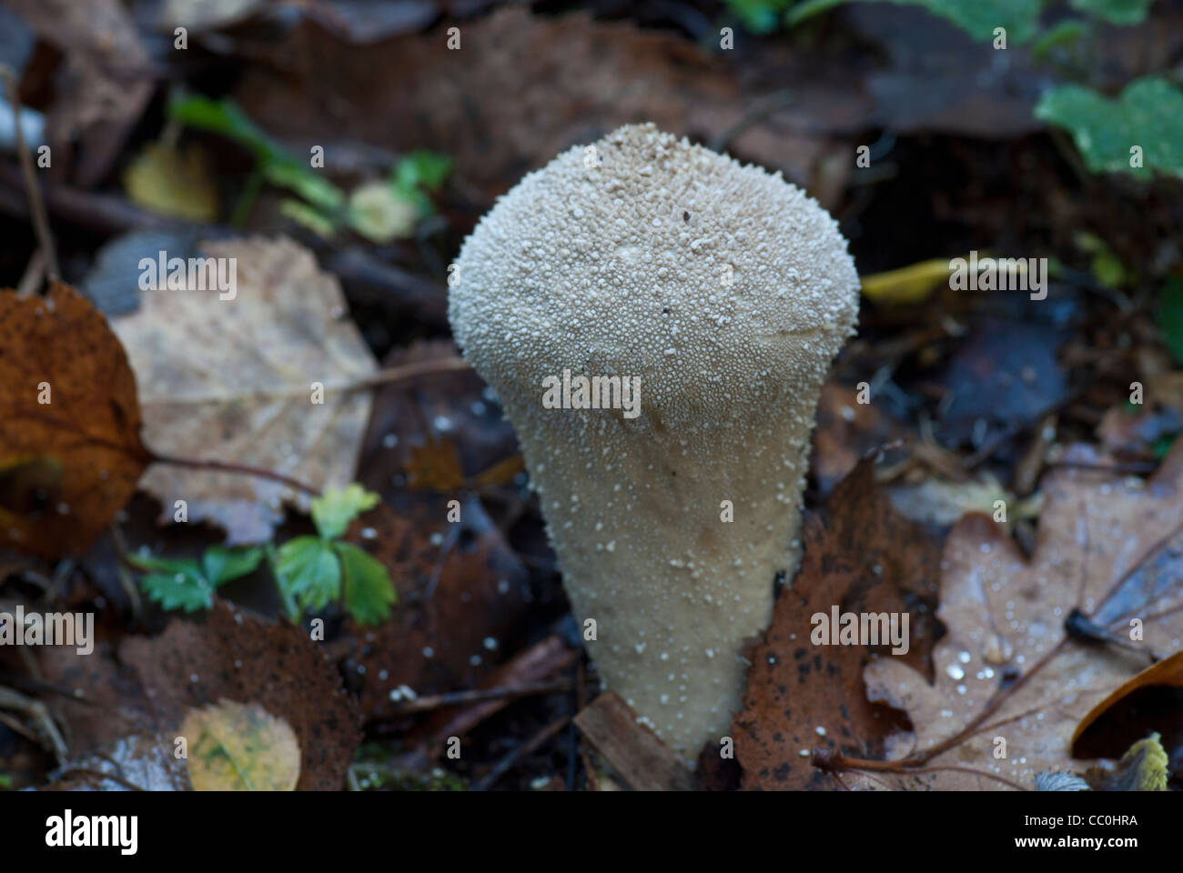 Common Puffball, Lycoperdon perlatum Stock Photo - Alamy