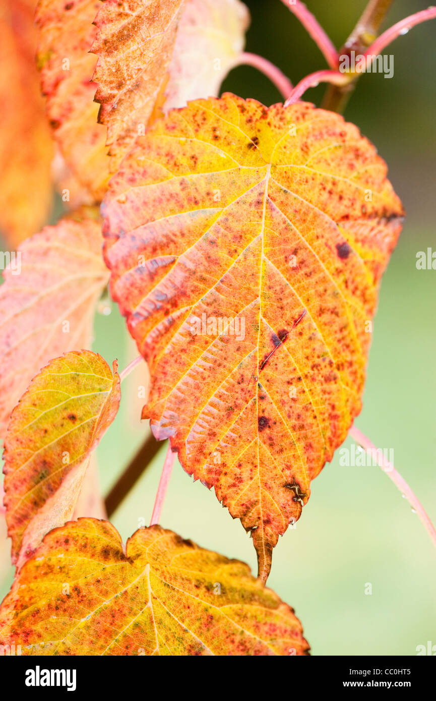 Dove or Handkerchief Tree, Davidia involucrata, in autumn Stock Photo ...
