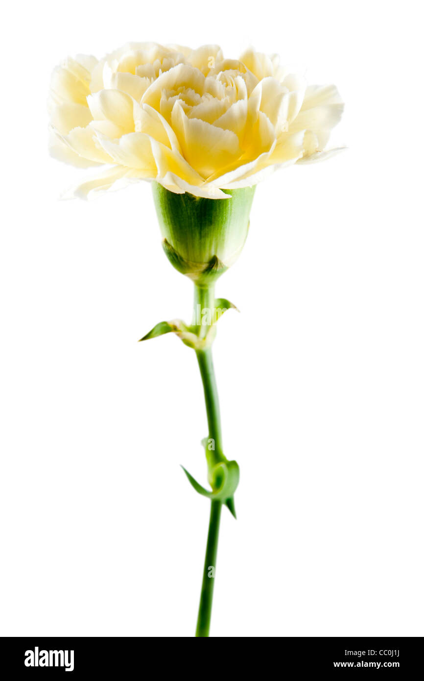 Yellow Carnation isolated on a white background Stock Photo - Alamy