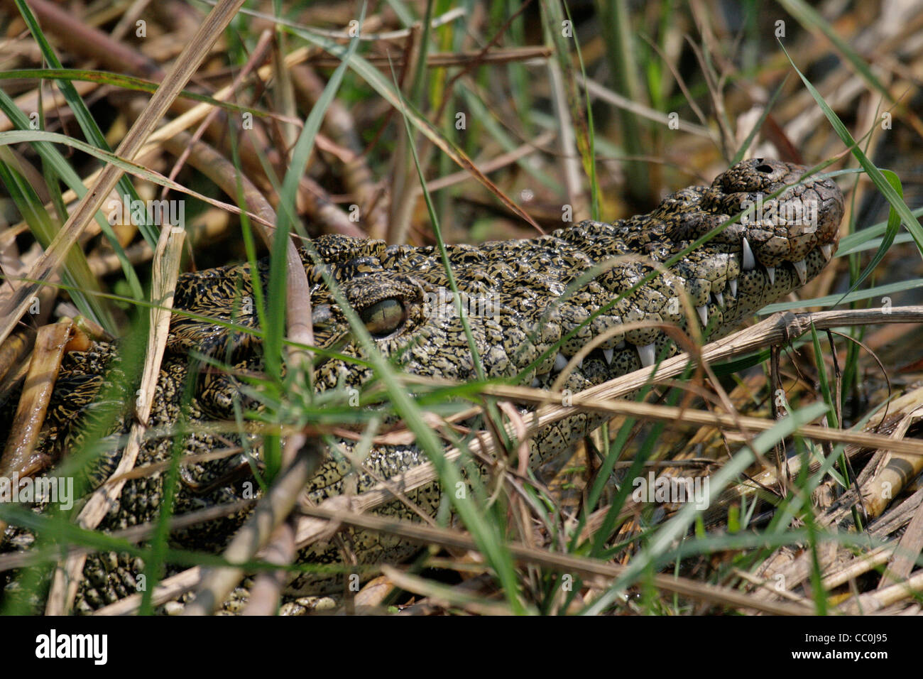 Crocodile of congo hi-res stock photography and images - Alamy