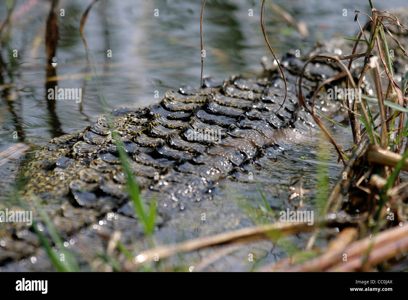 Congo crocodile nile hi-res stock photography and images - Alamy