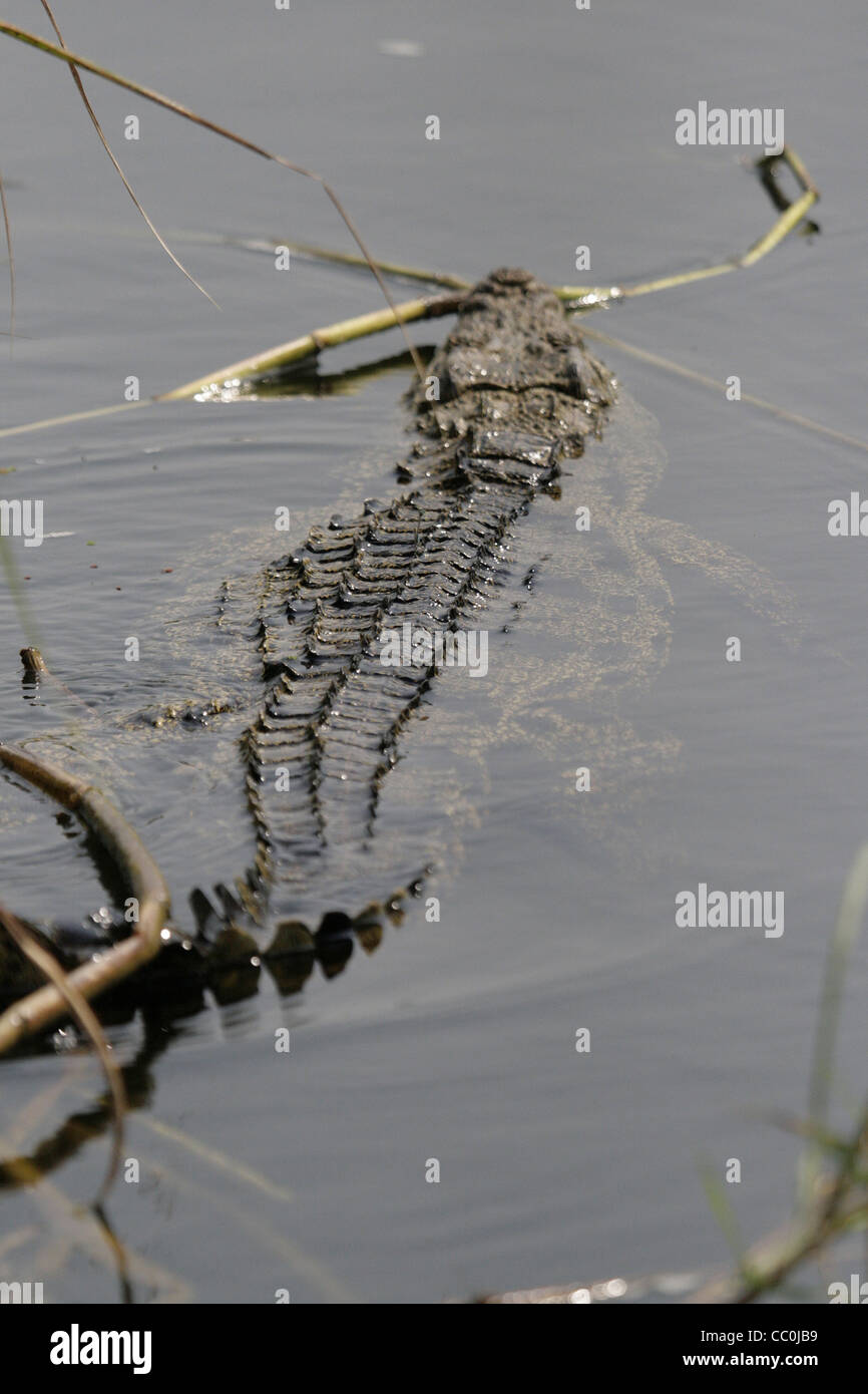Congo crocodile nile hi-res stock photography and images - Alamy