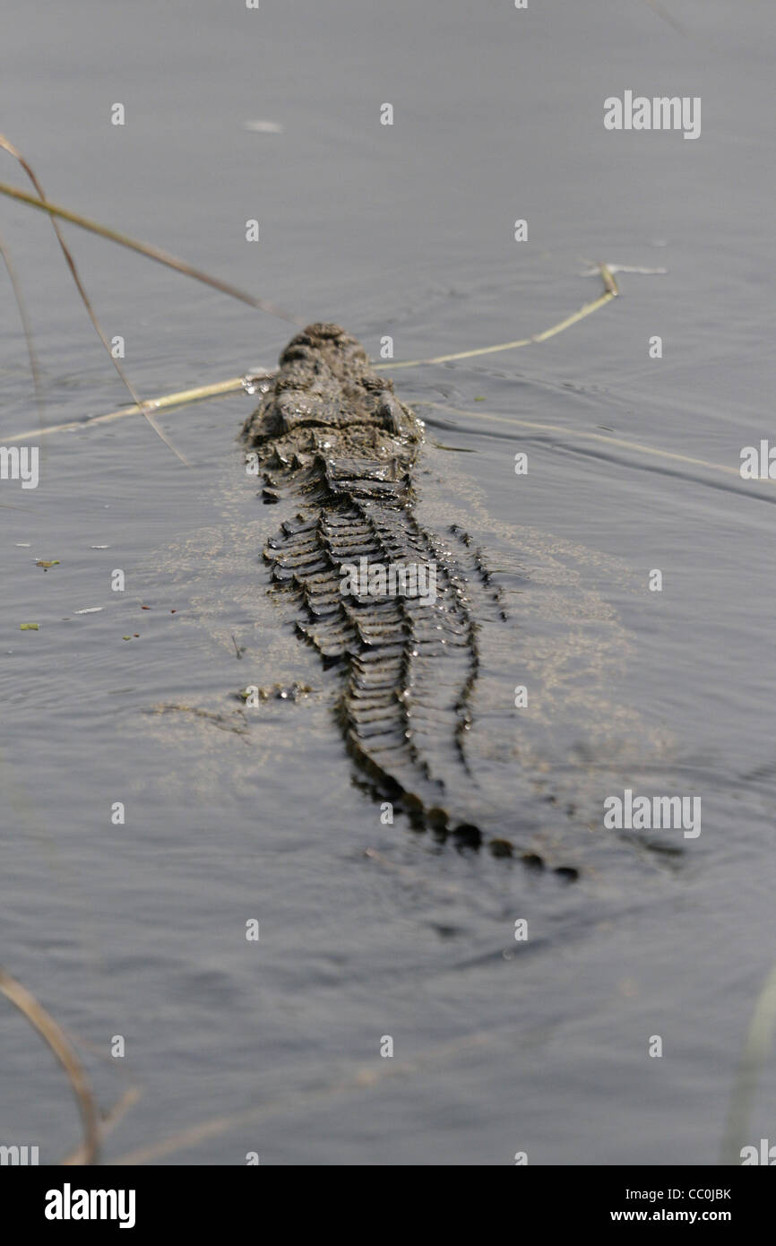 Congo crocodile nile hi-res stock photography and images - Alamy