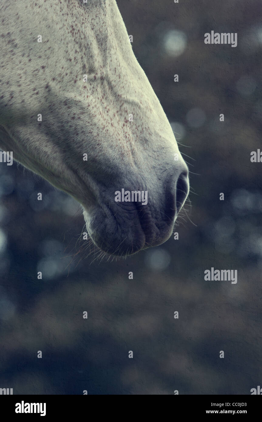 Horses profile hi-res stock photography and images - Alamy