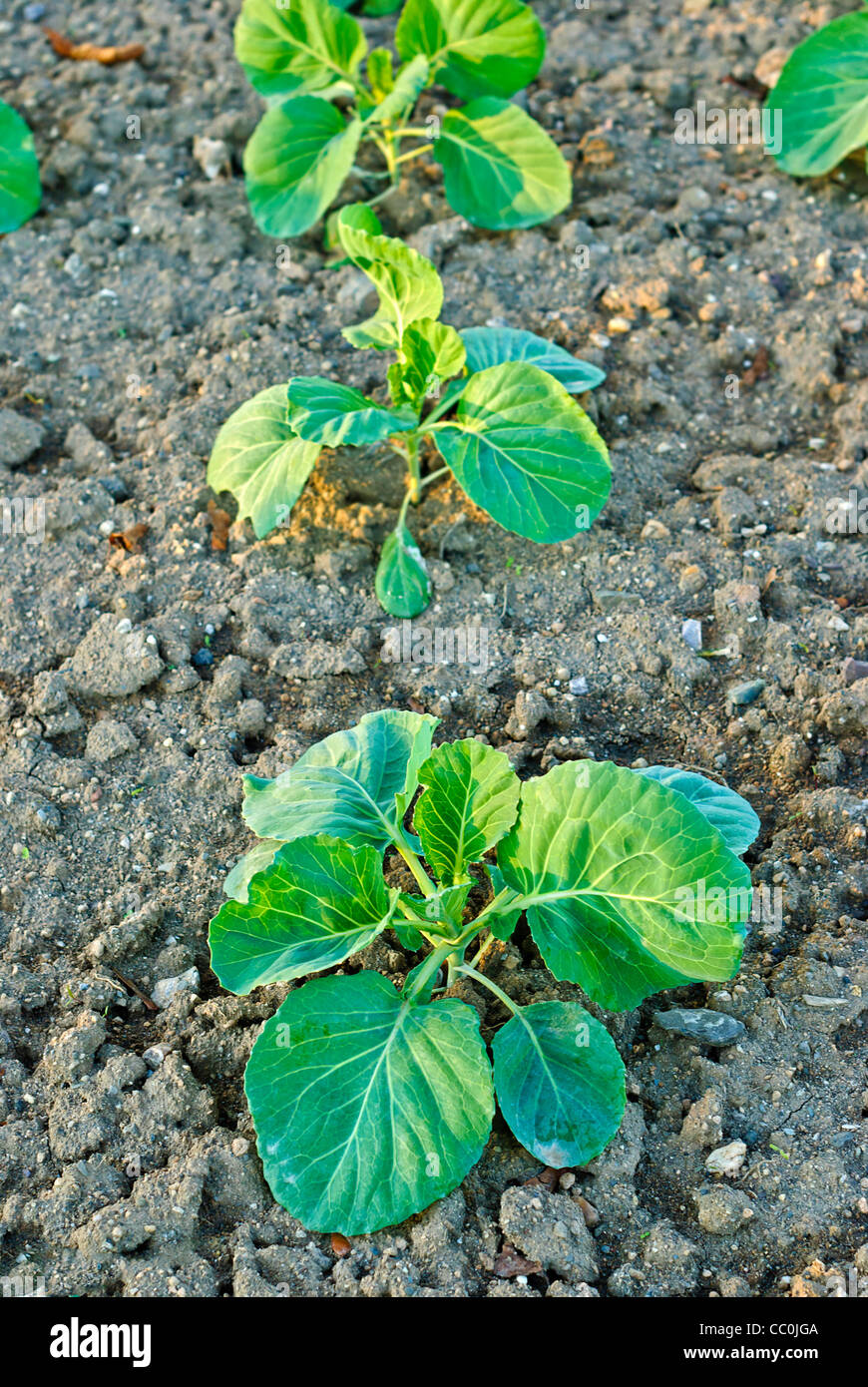 Young cabbage sprouts on the vegetable bed Stock Photo - Alamy