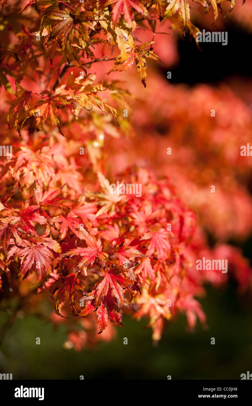 Acer shirasawanum ‘Helena’, Shirasawa Maple, in autumn Stock Photo - Alamy