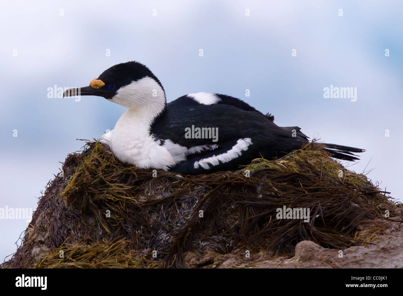Blue eyed Antarctic shag Wild Stock Photo - Alamy
