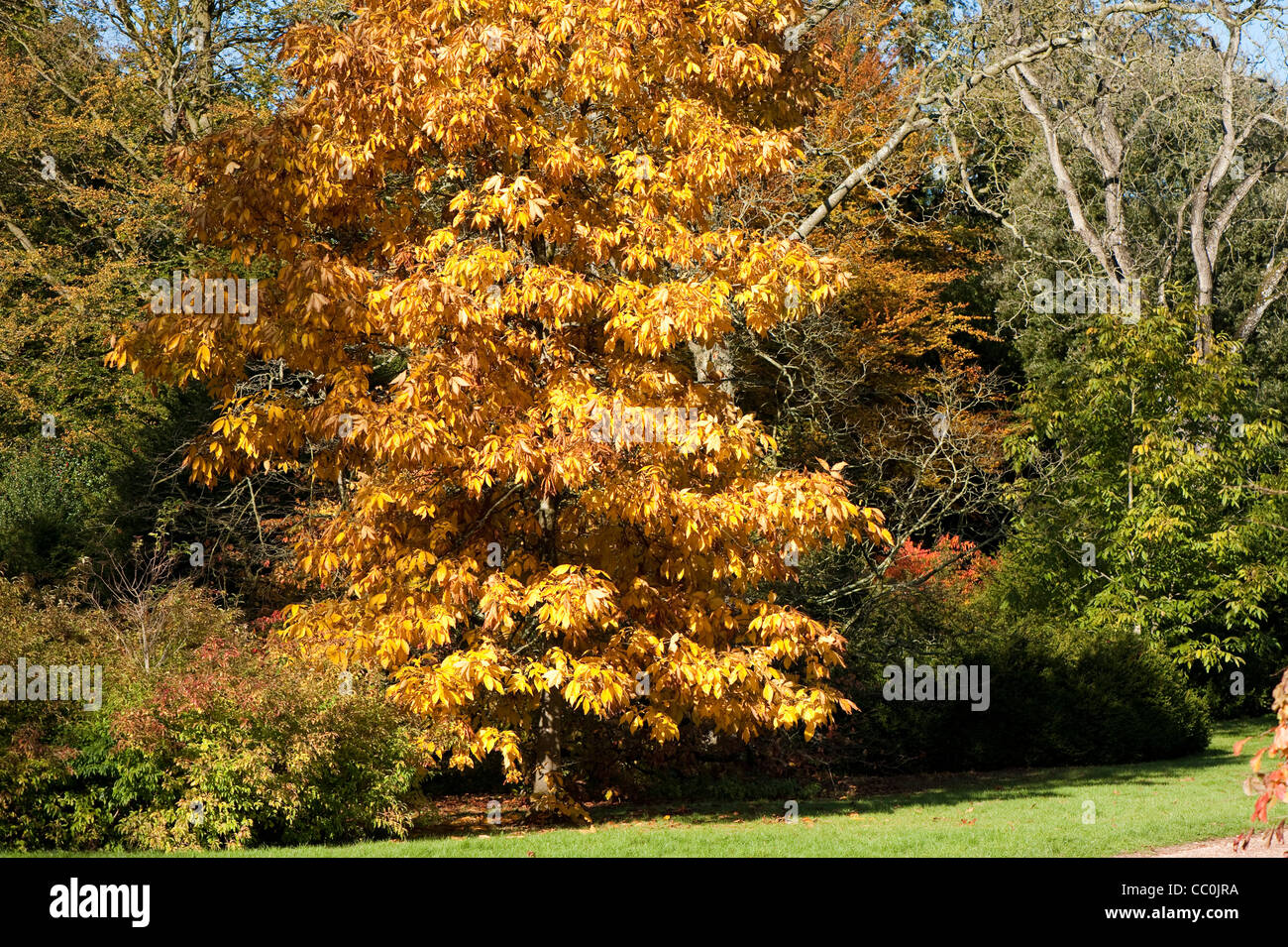 Shagbark hickory in fall colour hi-res stock photography and images - Alamy
