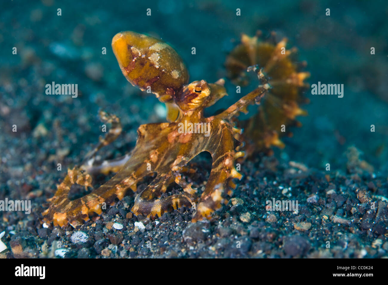 A Wunderpus octopus (Wunderpus photogenicus) uses its eight arms to ...