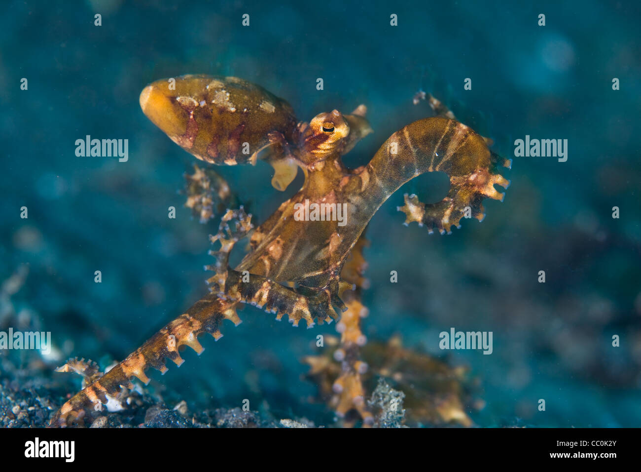Octopus walk arms hi-res stock photography and images - Alamy