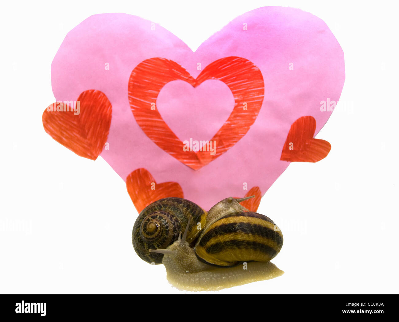 Snails mating hi-res stock photography and images - Alamy