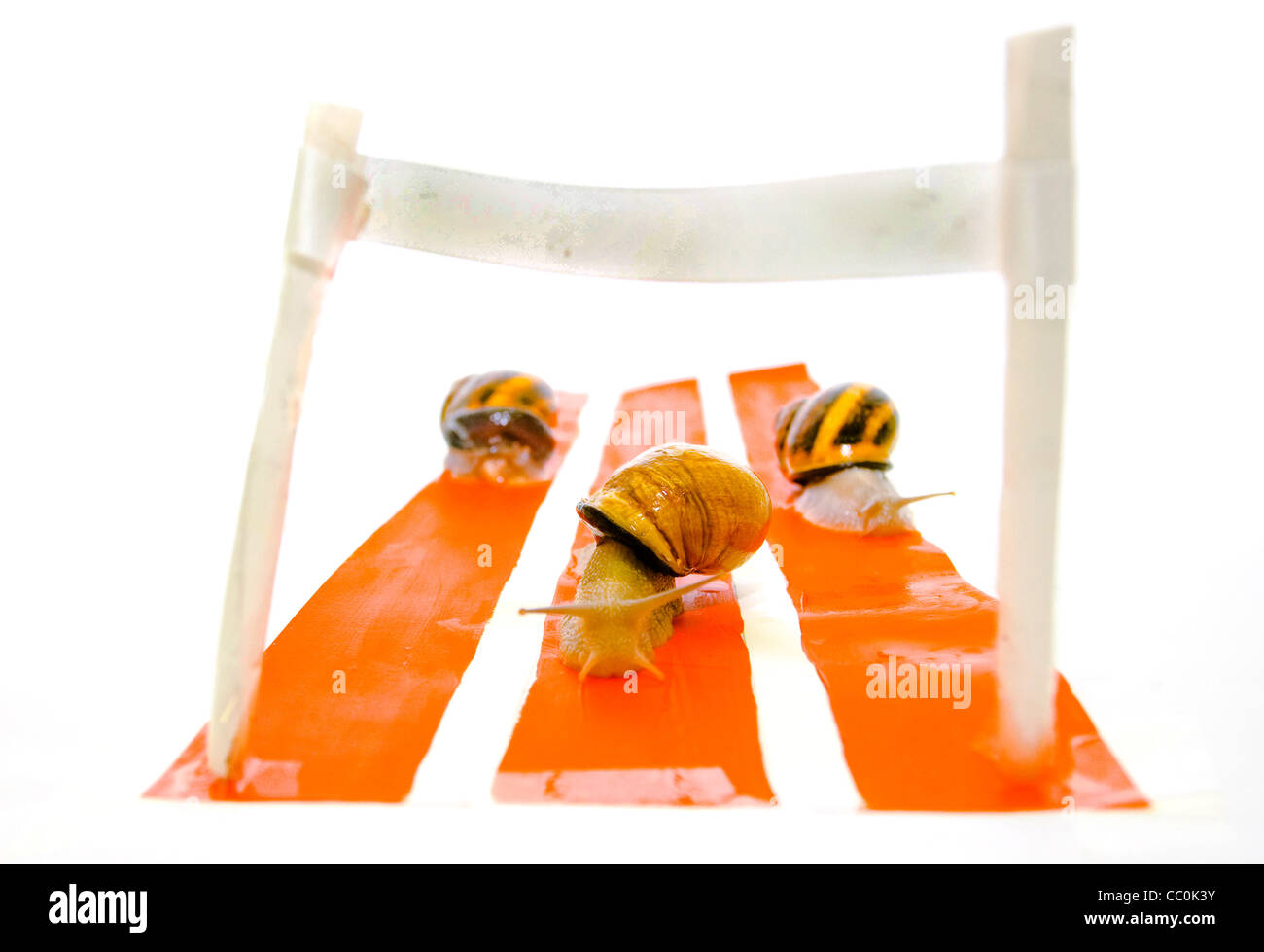 Team of snails hi-res stock photography and images - Alamy