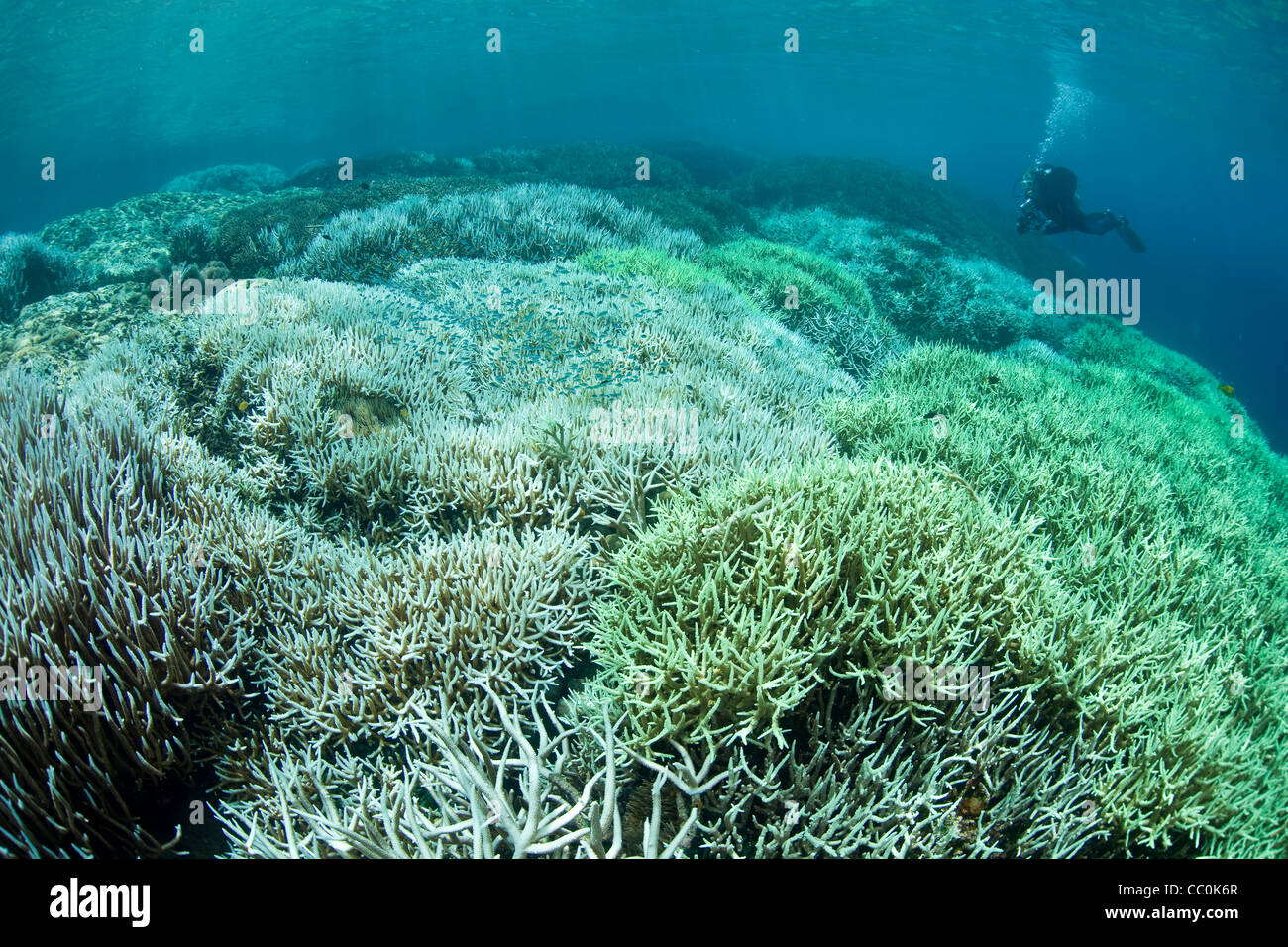 Coral bleaching diver hi-res stock photography and images - Alamy