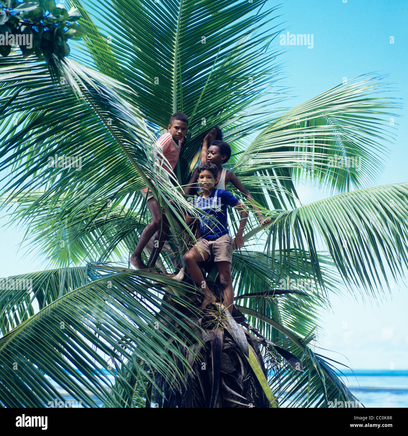 Children on palm tree, Mahé island, Seychelles Stock Photo - Alamy