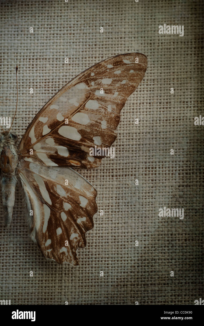Detail of a dry butterfly wing Stock Photo - Alamy