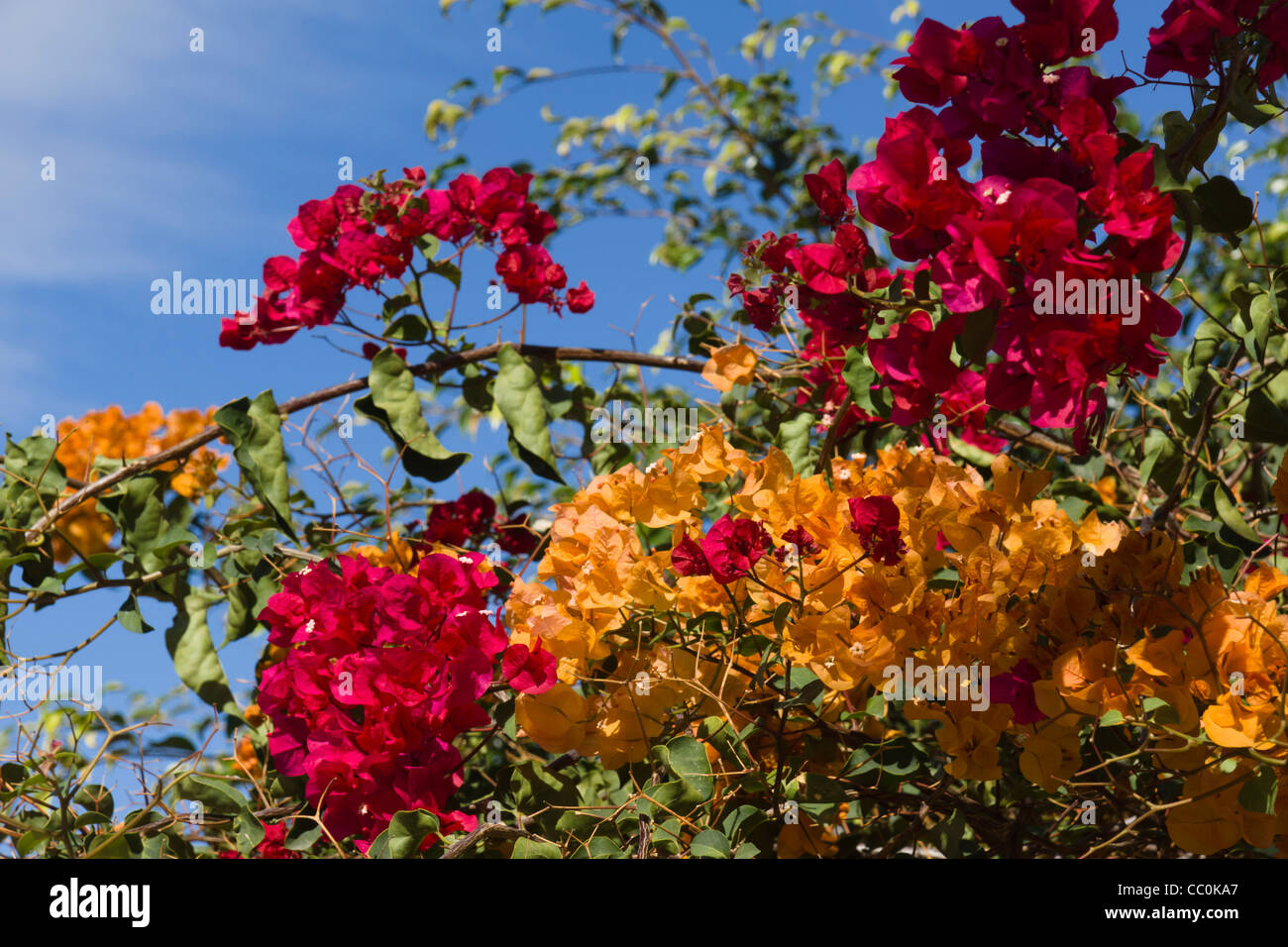 Colourful bougainvillea flowers (bracts, actually coloured leaves) in ...
