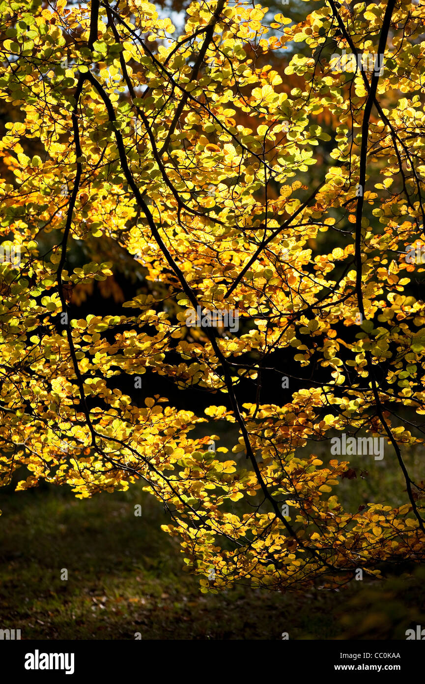 Fagus sylvatica ‘Rotundifolia’, Round-leaved Beech, in autumn Stock ...