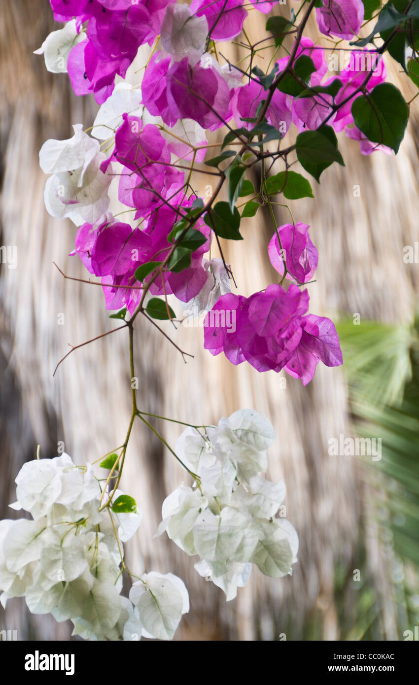 Colourful bougainvillea flowers (bracts, actually coloured leaves) in ...