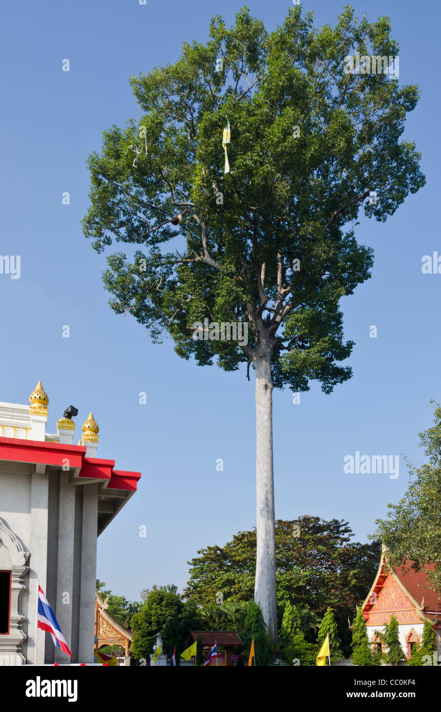 Enormous tree with long white trunk at Buddhist temple named Wat Kwah ...