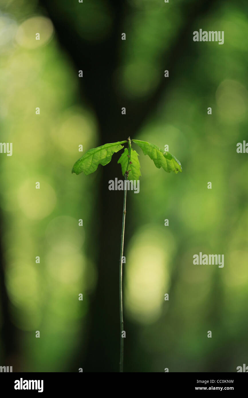 Sapling tree hi-res stock photography and images - Alamy
