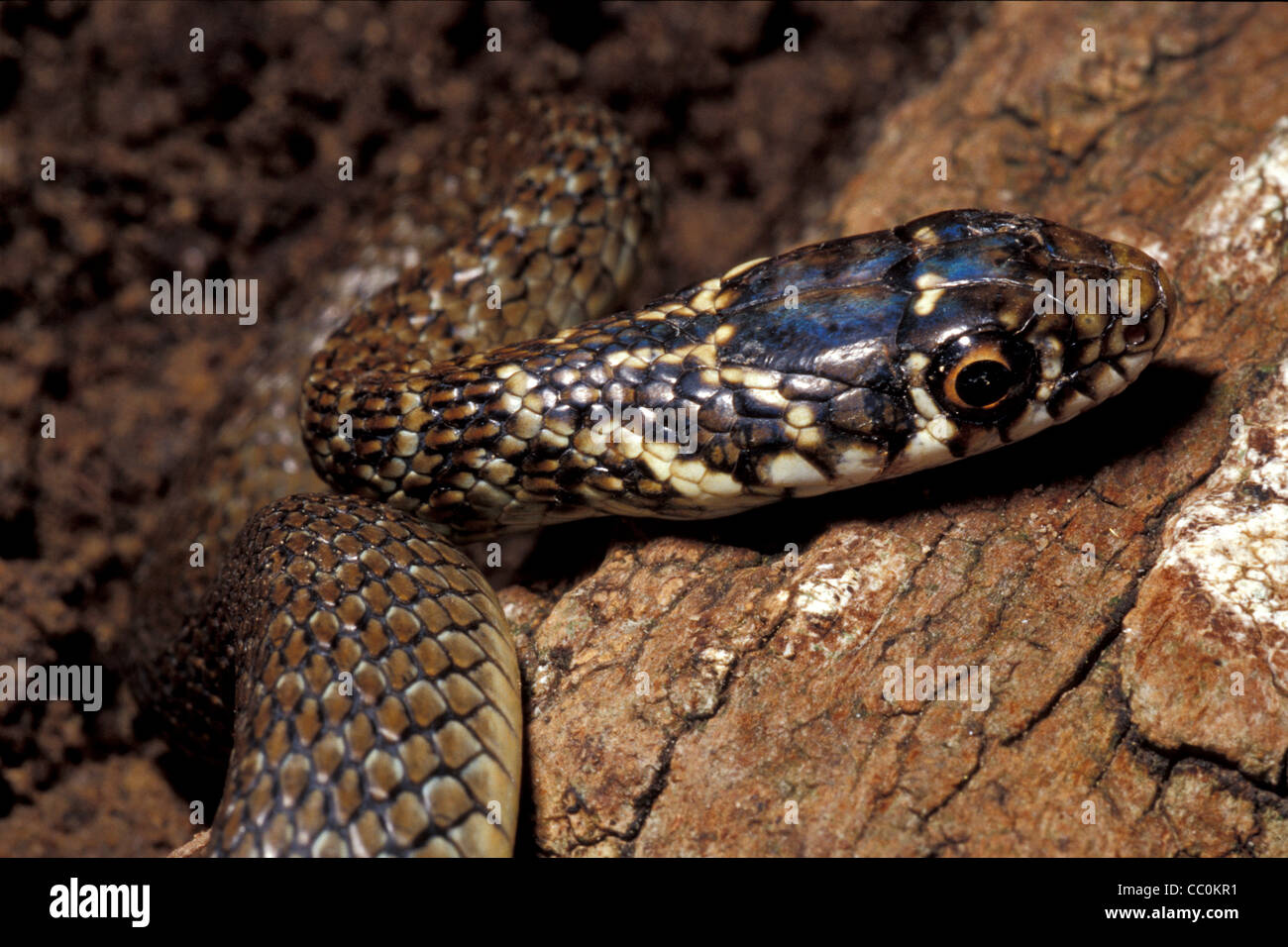 Green Whip Snake Hierophis viridiflavus, Colubridae, Italy Stock Photo ...