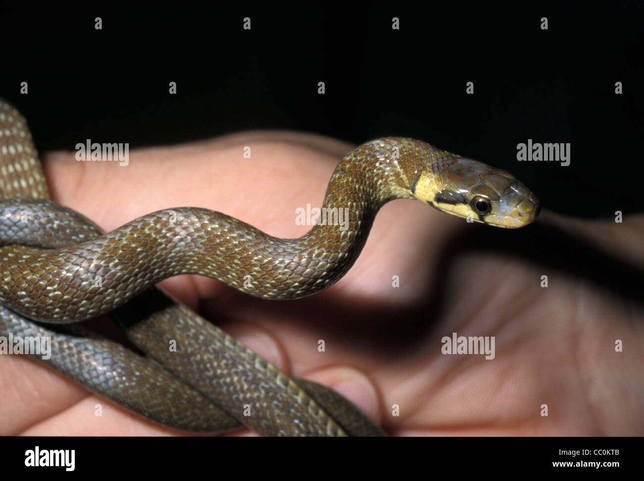 Aesculapian snake, Zamenis lineatus, Colubridae, Italy Stock Photo - Alamy