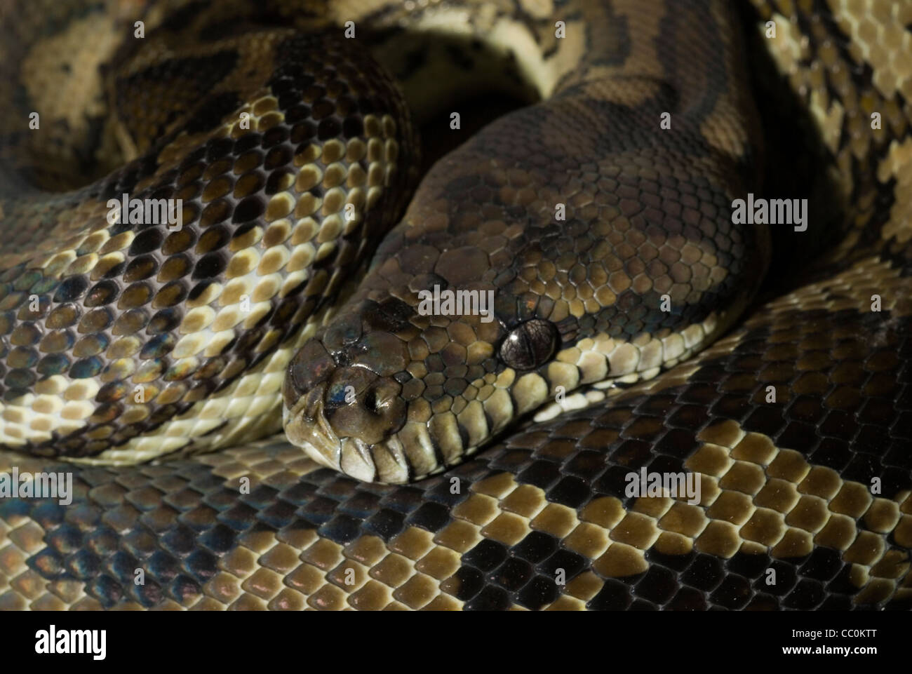 Jungle Carpet phyton Morelia spilota, Boidae, Australia, Papua New ...