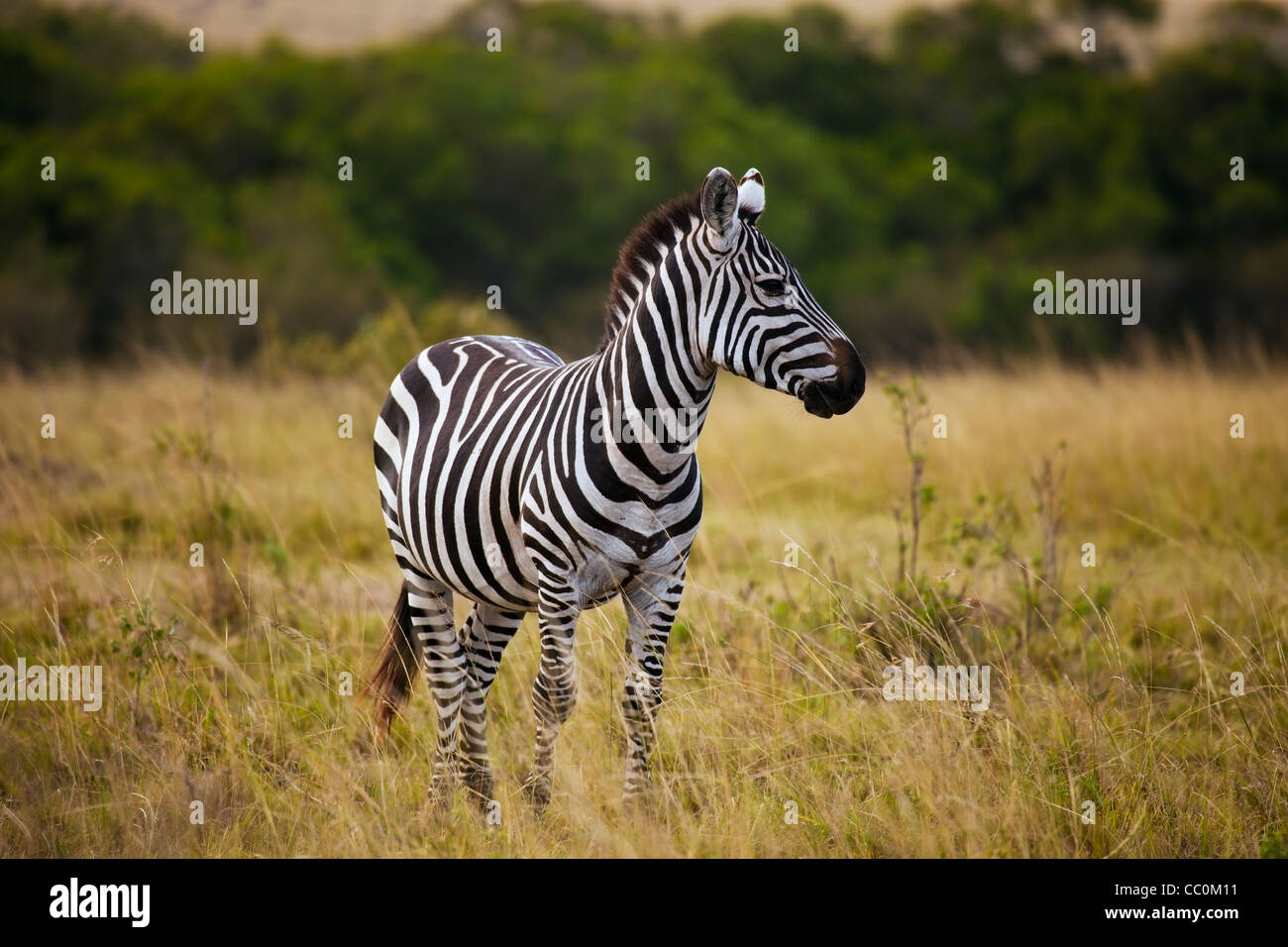 Kenya - Masai Mara - Zebra Stock Photo - Alamy