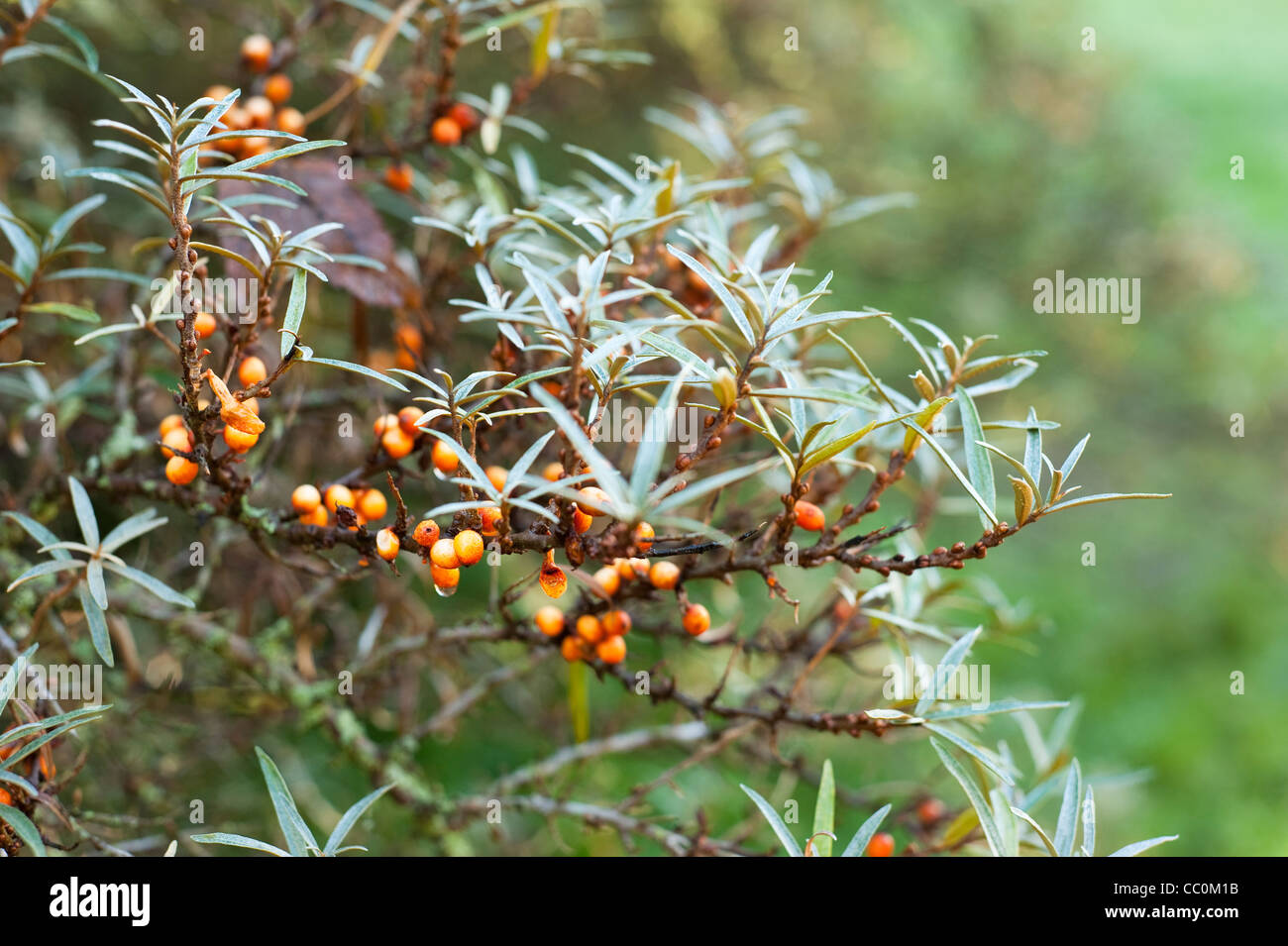 Hippophae rhamnoides, Sea Buckthorn, in autumn Stock Photo - Alamy