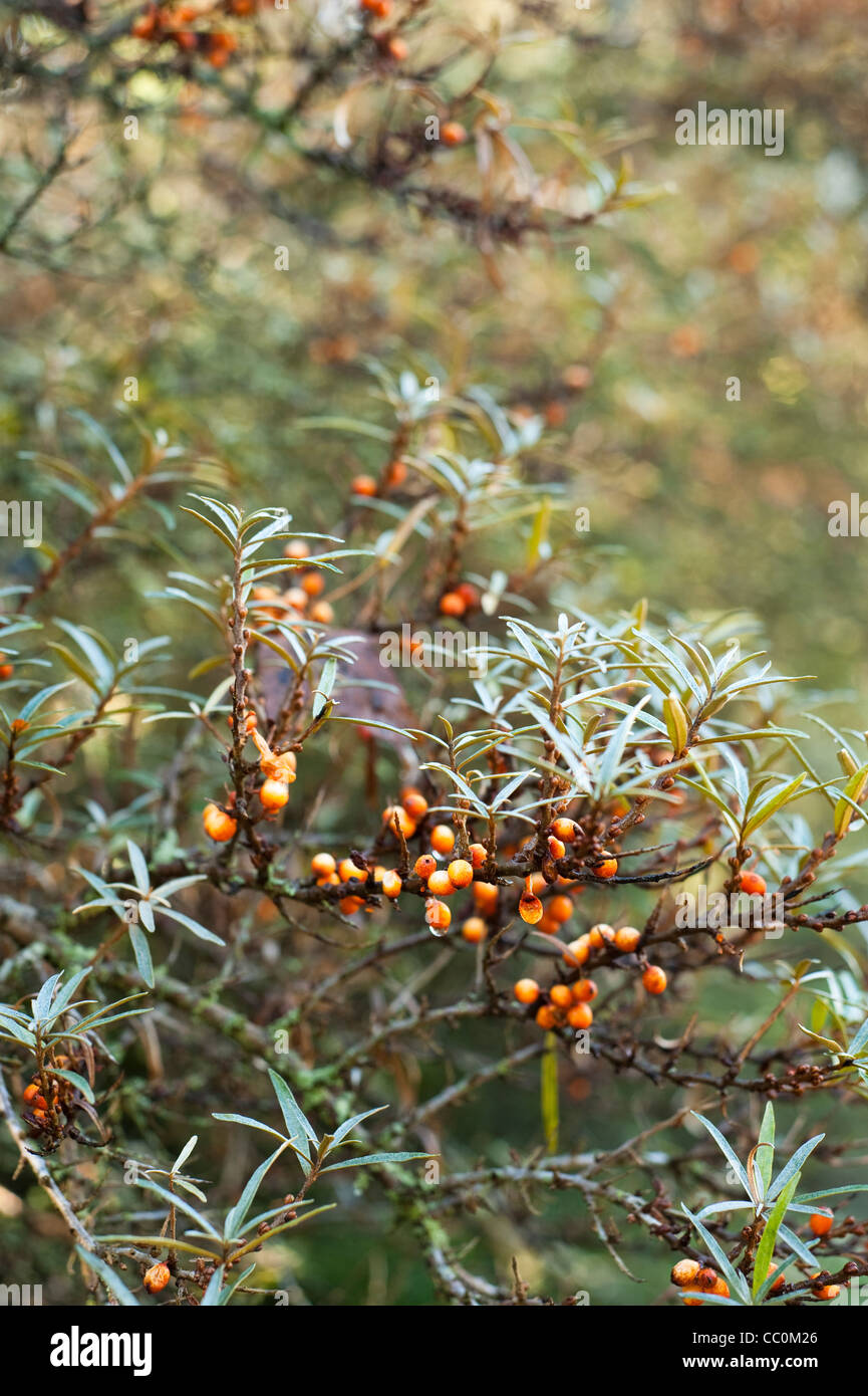 Hippophae rhamnoides, Sea Buckthorn, in autumn Stock Photo - Alamy