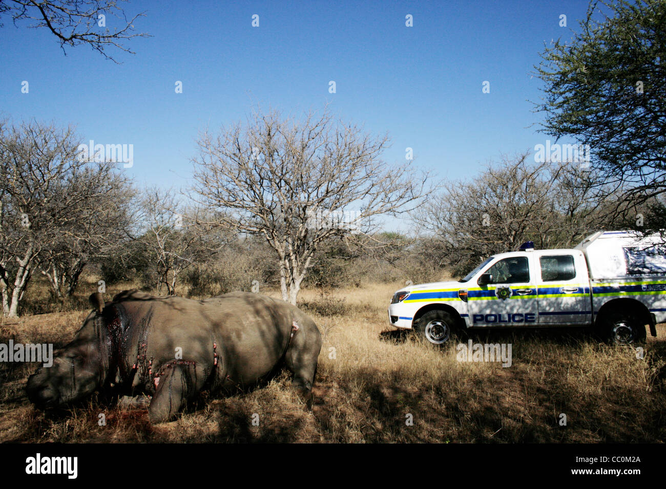 Dead Rhino South Africa High Resolution Stock Photography and Images ...
