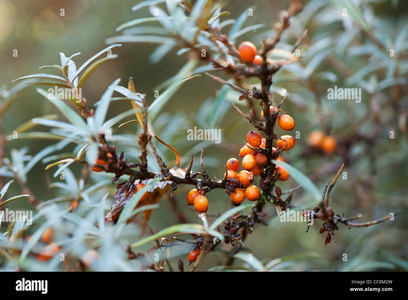 Uk sea buckthorn hippophae rhamnoides hi-res stock photography and ...