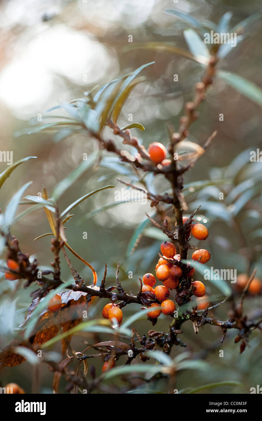 Hippophae rhamnoides, Sea Buckthorn, in autumn Stock Photo - Alamy