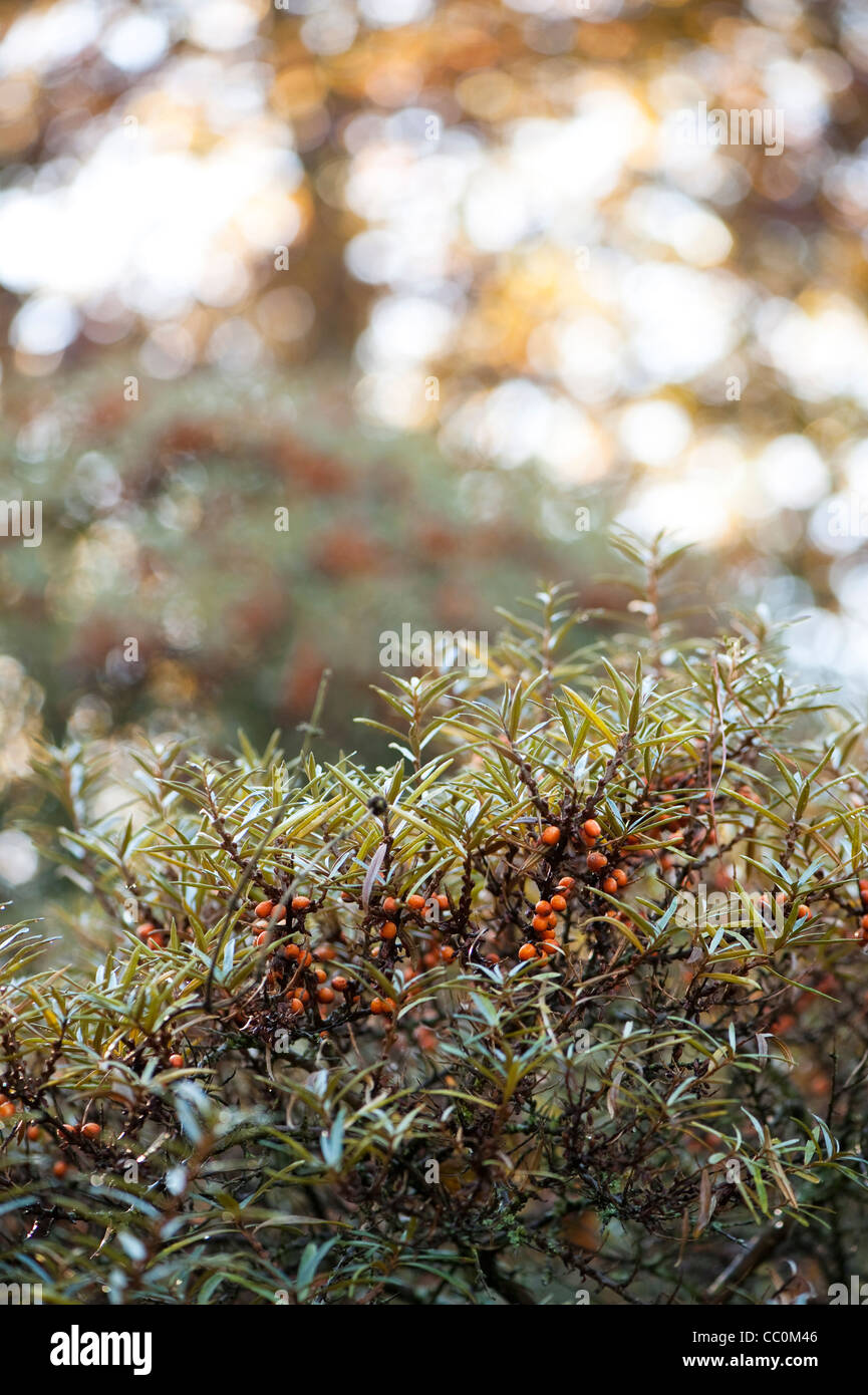 Hippophae rhamnoides uk hi-res stock photography and images - Alamy