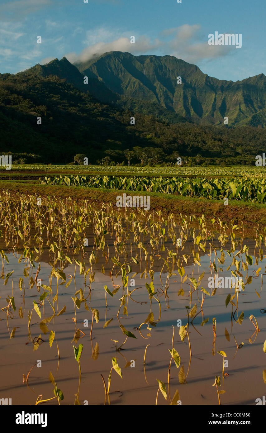 Fields, agriculture, water, Kauai, Hawaii Stock Photo - Alamy